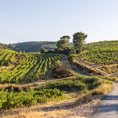 Souris d'agneau confites & Saint-Chinian AOC