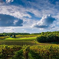 Comment bien servir et déguster le cognac